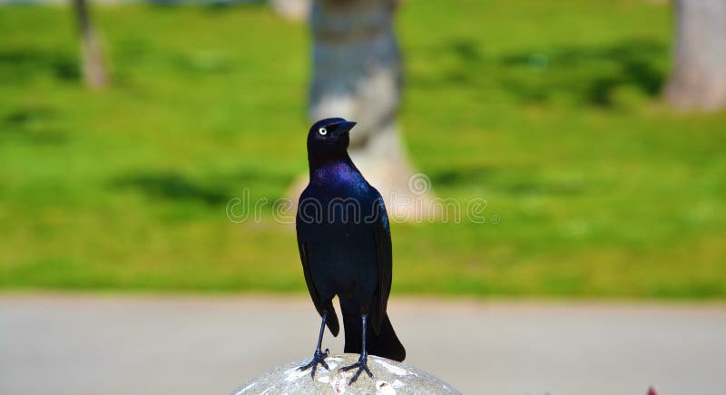 Black Bird stock image. Image of back, green, park, nature - 95837709