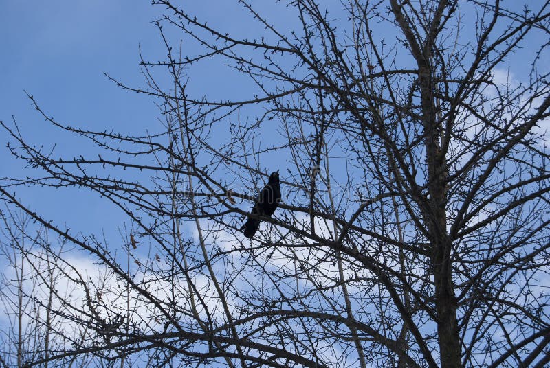 A Black Bird Rook Sits on a Tree Branch. Stock Photo - Image of ...