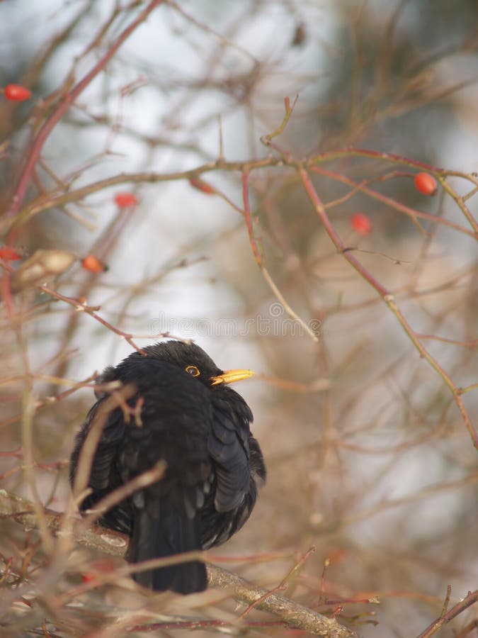 Black bird and rose hips stock image. Image of nature - 24521551