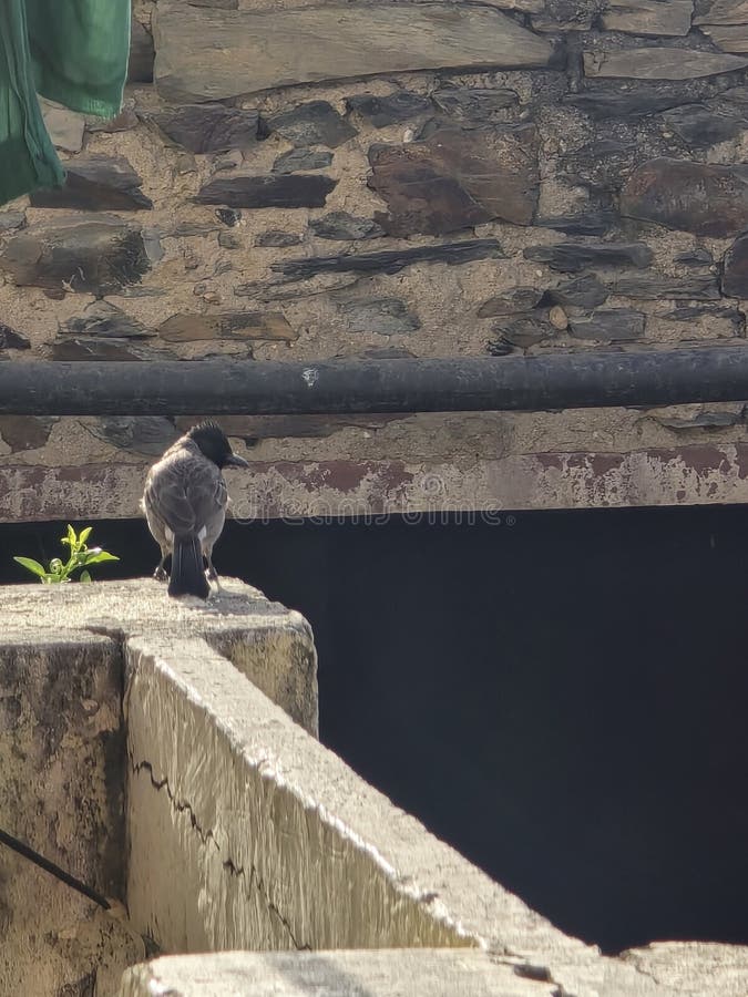 Black Bird Seating Wall Stock Photos - Free & Royalty-Free Stock Photos ...