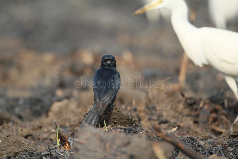 Black Bird, Head Back, Nature Stock Photo - Image of nature, bird ...