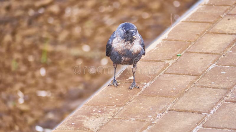 Black Bird Sits on the Peron of the Station. General Plan. Color Stock ...