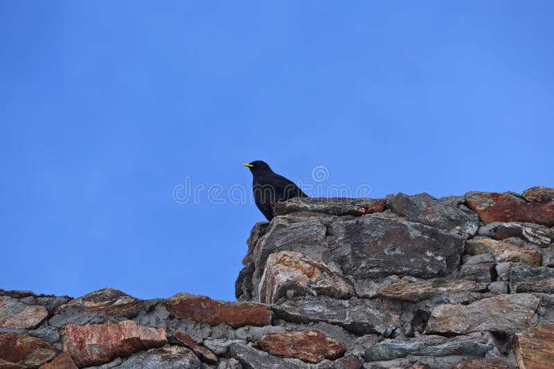 Black Bird Sits on a Stone Wall Against a Blue Sky Stock Image - Image ...