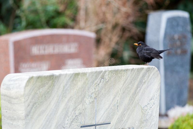 Bird on a grave stone stock image. Image of lonely, light - 29888995