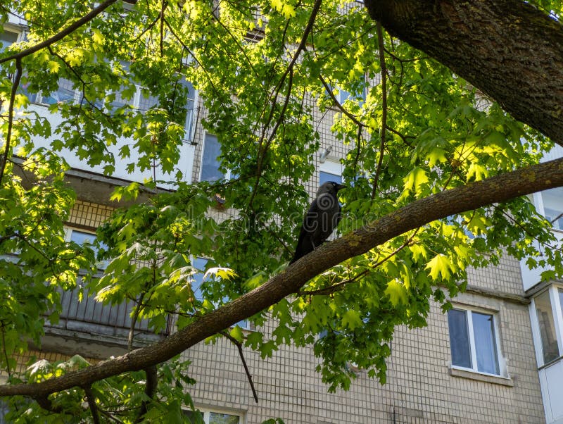 A Black Bird Sitting on a Tree Branch in Front of a Building Stock ...