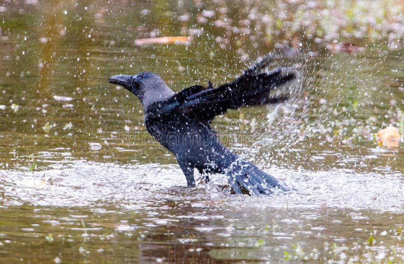 A Black Bird is Splashing in the Water Stock Image - Image of fauna ...