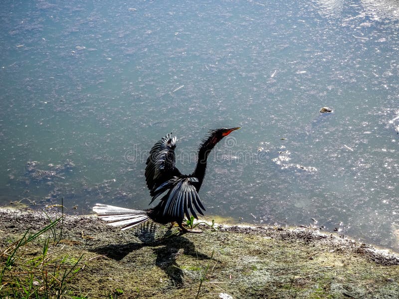 Black bird spreading wings stock photo. Image of animals - 113523612