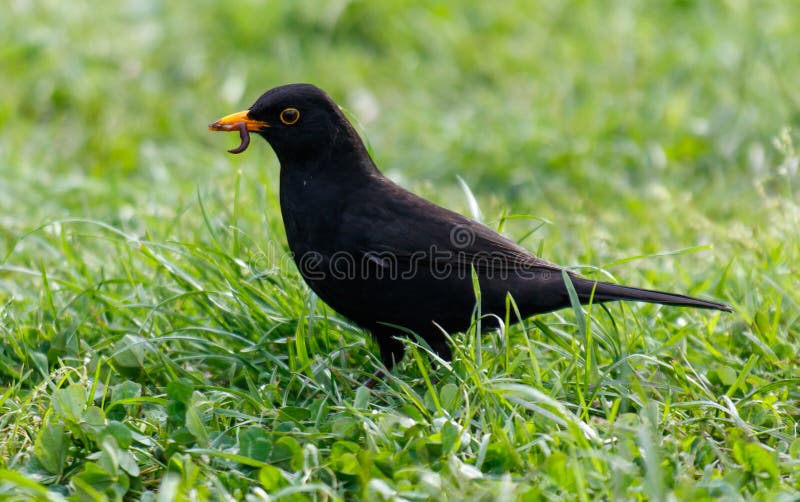 A Black Bird is Standing in a Field of Grass Stock Image - Image of ...