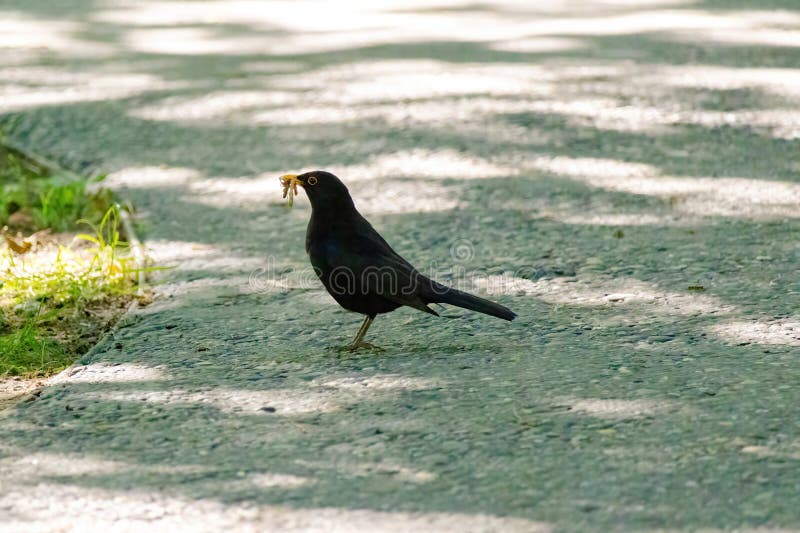 194 Black Bird Eating Worms Stock Photos - Free & Royalty-Free Stock ...