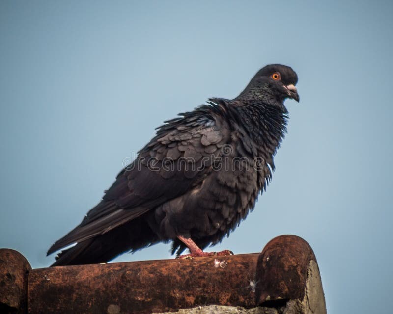 Bird Staring from His Branch Stock Photo - Image of brown, cute: 166514252