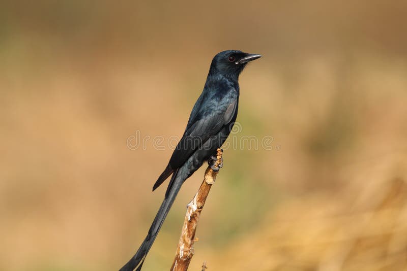 Black Bird Flying, Nature, Crown, Stock Photo - Image of bird, flying ...