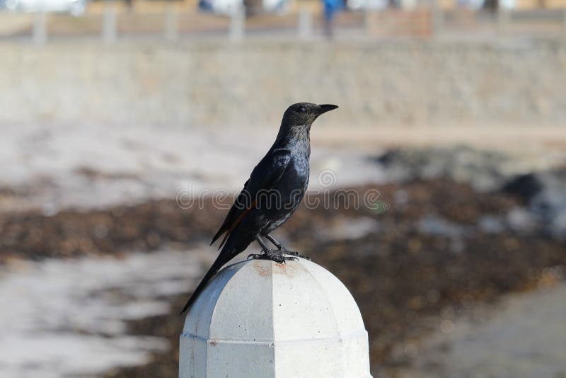 Bird Stone carving stock image. Image of concrete, handicraft - 34695461