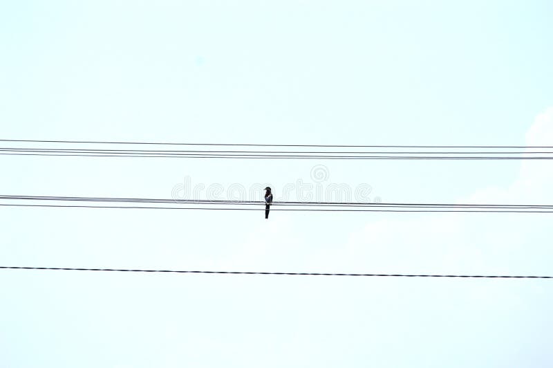 Black bird on a string stock image. Image of animal - 262453417