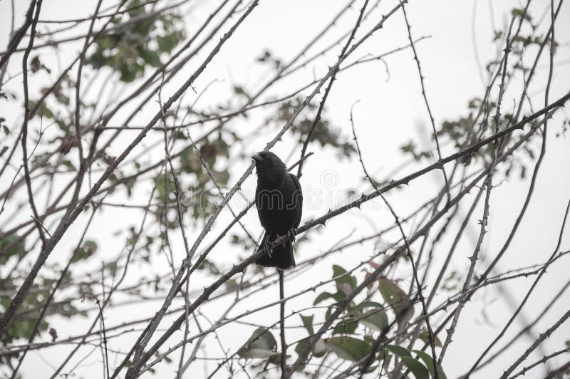 Black Bird on a Tree Branch. Stock Photo - Image of eyes, brazil: 80737608