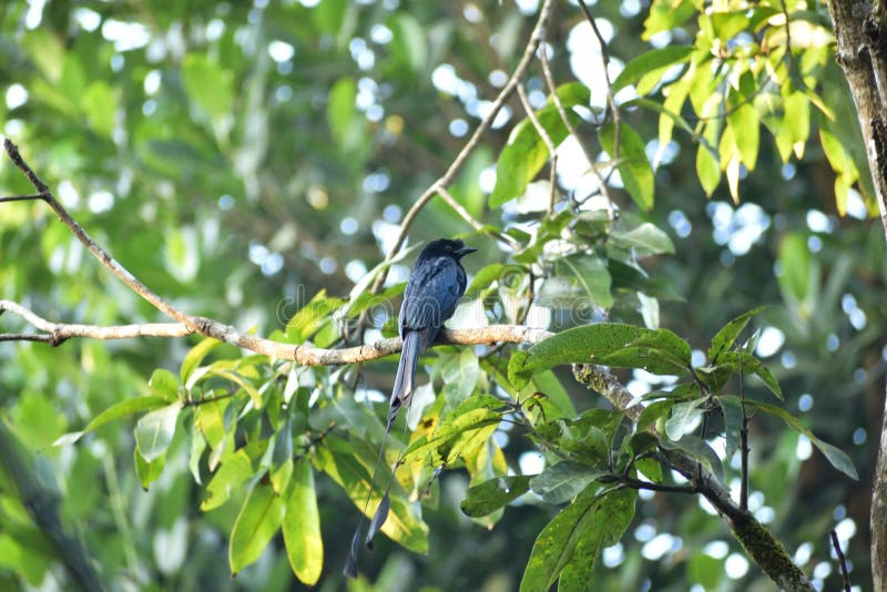 A Black Bird with Two Tails Sitting on the Tree Branches Stock Image ...