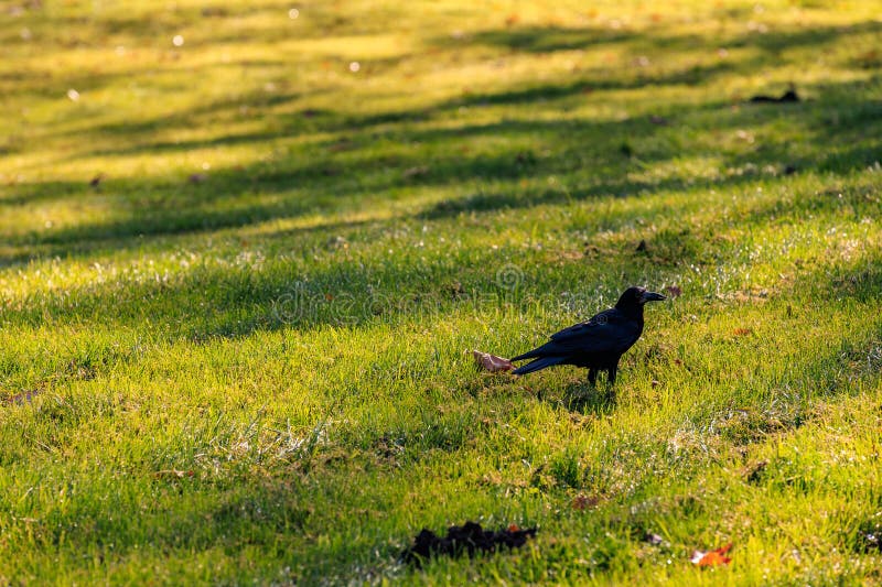 A Black Bird is Walking through a Grassy Field Stock Image - Image of ...