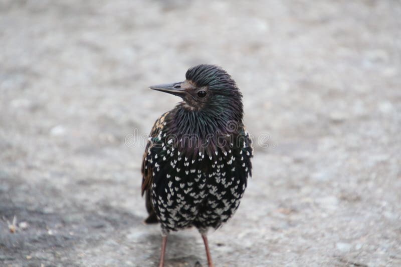 A Black Bird with White Dots Stock Photo - Image of wildlife, outdoors ...