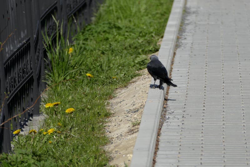 Black Birdg Stock Photos - Free & Royalty-Free Stock Photos from Dreamstime