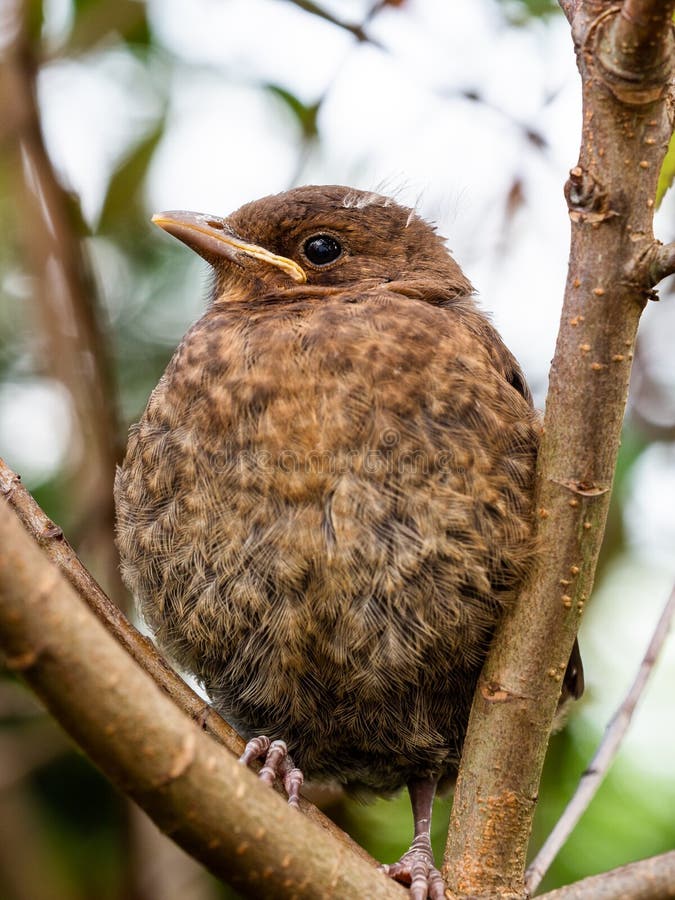 A Juvenile Blackbird Turdus Merula Stock Photo - Image of cute, animal ...