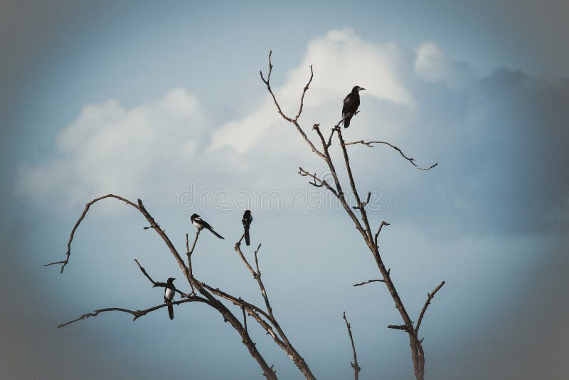 Black birds on a branch stock photo. Image of feather - 198652734