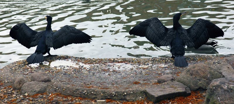 Birds Drying Their Wings on an Anchor Rope Stock Image - Image of ...