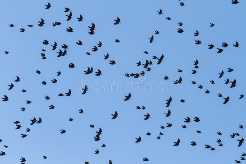 Black Birds Flying Across the Blue Sky Stock Photo - Image of flock ...
