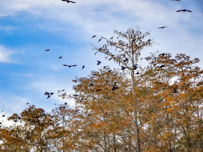 Birds Flying Over a Tree in the Swamps Stock Image - Image of migratory ...
