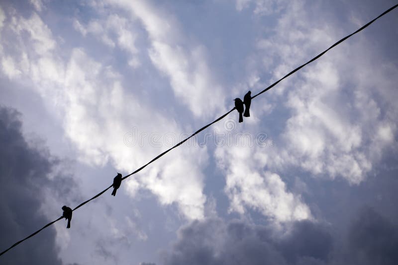 Black Birds Sitting on Electric Cable Stock Photo - Image of abstract ...