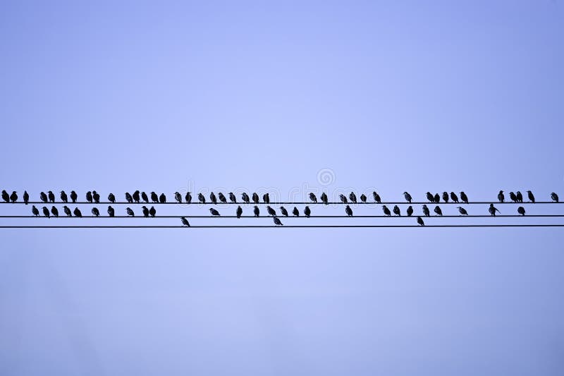 Black birds on wire stock photo. Image of wire, birds - 303283594