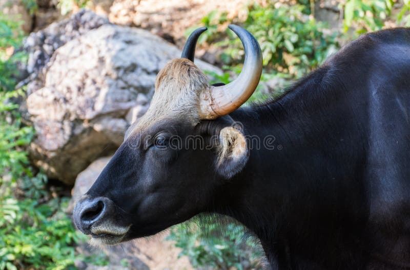 Black bison stock image. Image of thailand, muscle, grass - 36012787