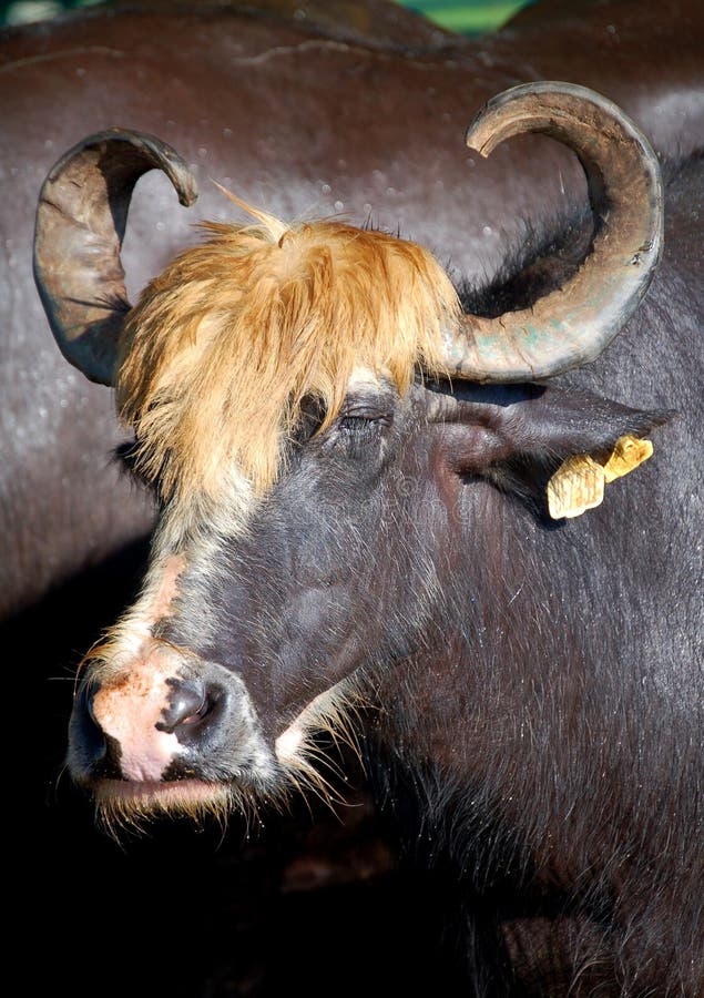 Black bison or buffalo stock image. Image of black, agricultural - 2288211