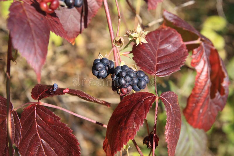 Autumn blackberries stock image. Image of ripen, ripe - 1206703