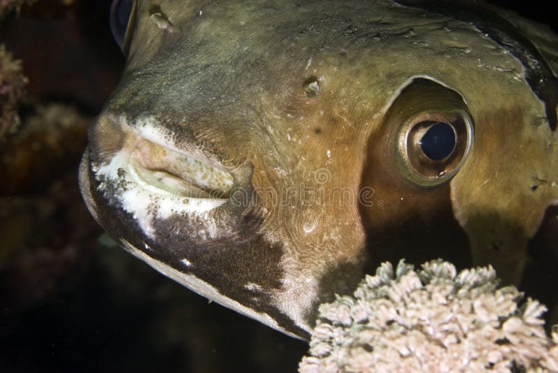 Black-blotched Porcupinefish (diodon Liturosus) Stock Photo - Image of ...
