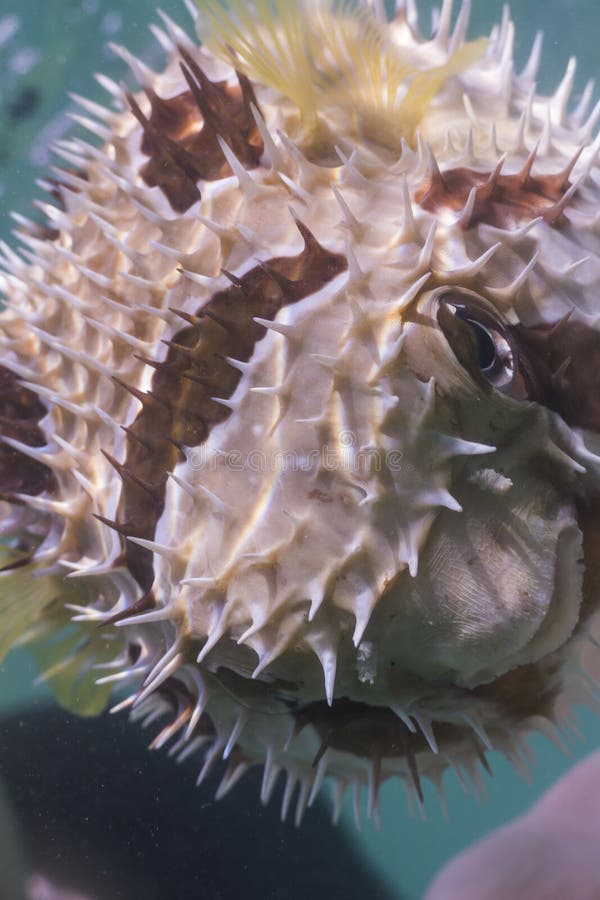Black-Blotched Porcupinefish Stock Photo - Image of blackblotch ...
