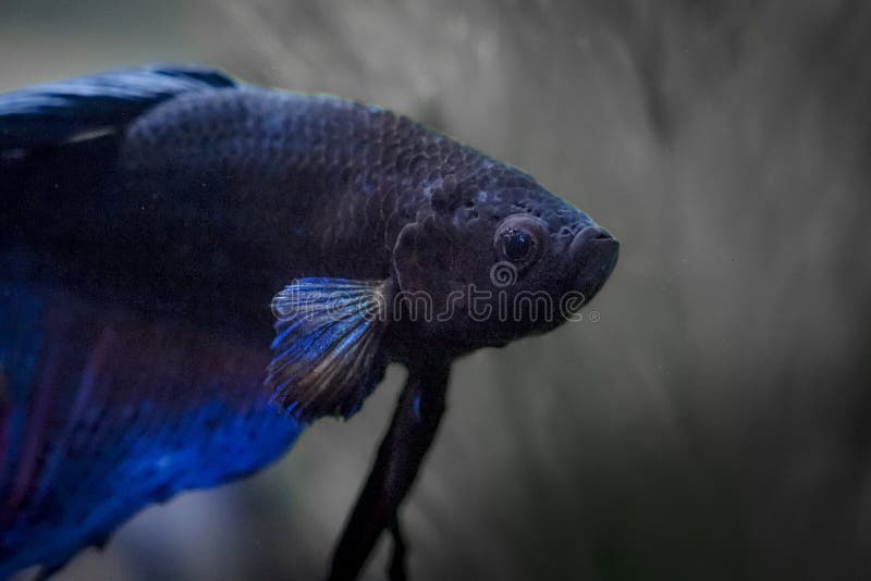 Black and Blue Beta Fish stock photo. Image of macro - 185934792