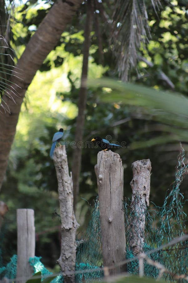 Black and Blue Bird Yellow Beak Jungle Mayan Mexico Stock Photo - Image ...
