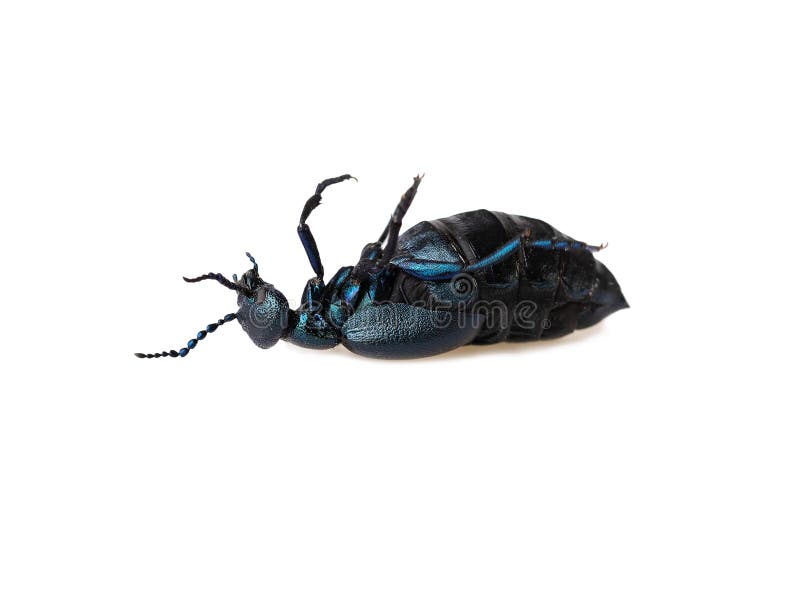 Black Blue Oil Beetle Lying on the Back Isolated on White Stock Image ...