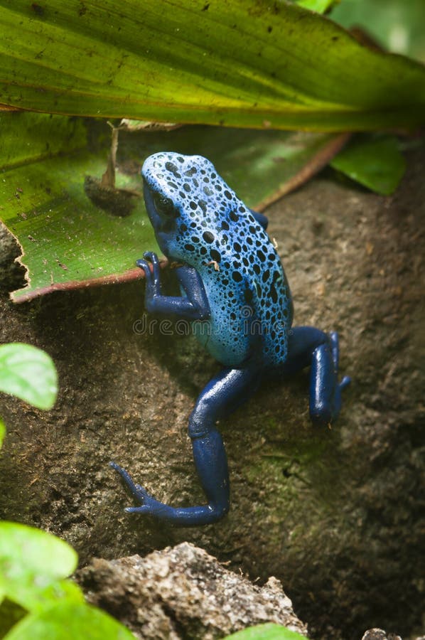 Black and Blue Tropical Poisonous Frog Stock Image - Image of wild ...