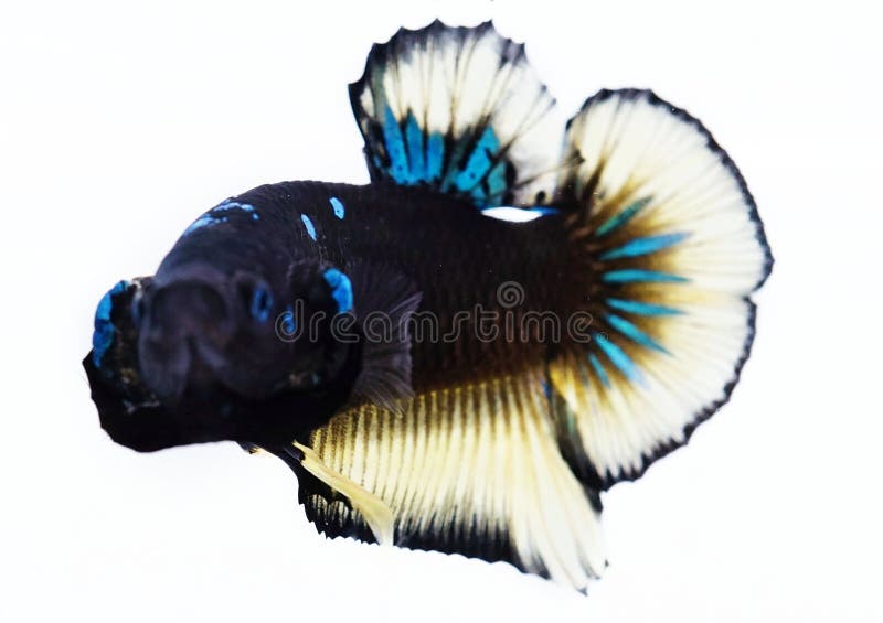 Black Blue White Betta Fish Stock Image - Image of animal, fish: 253099165
