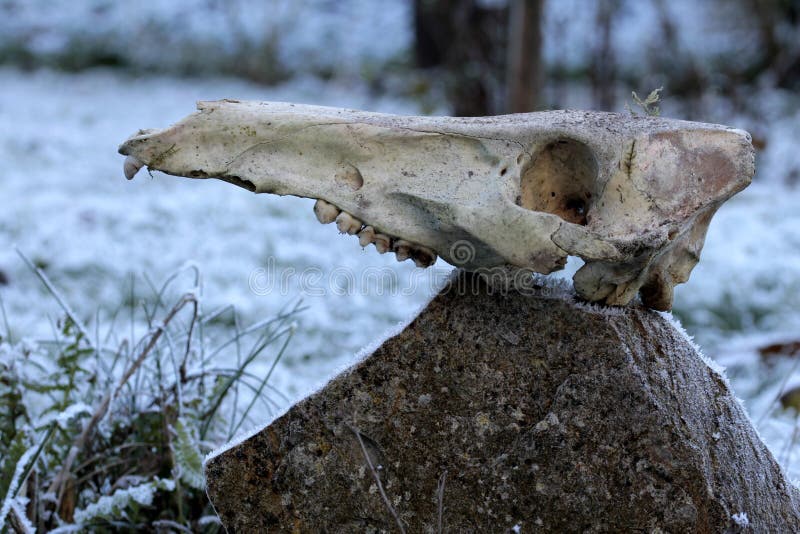 Black boar skull in snow stock image. Image of snow, skeletonised ...