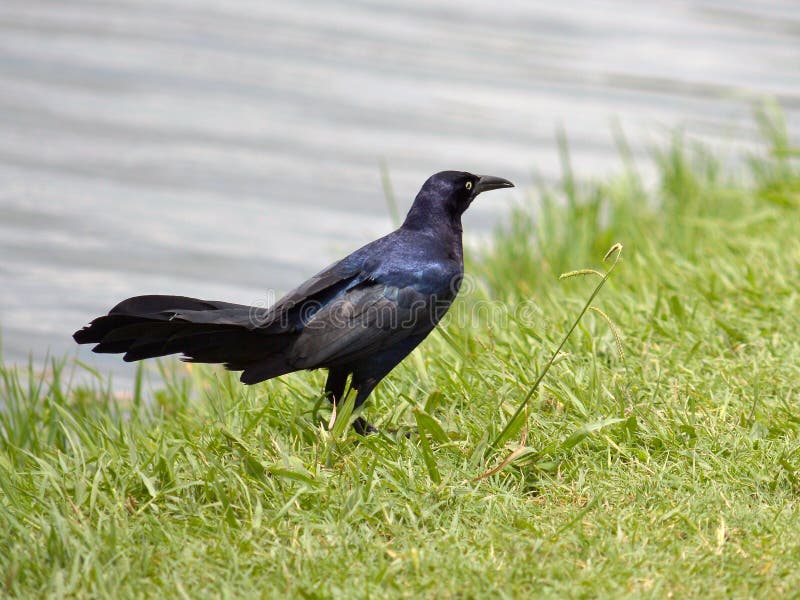 Black Boat-tailed Grackle on the Grass by the Lake Stock Image - Image ...