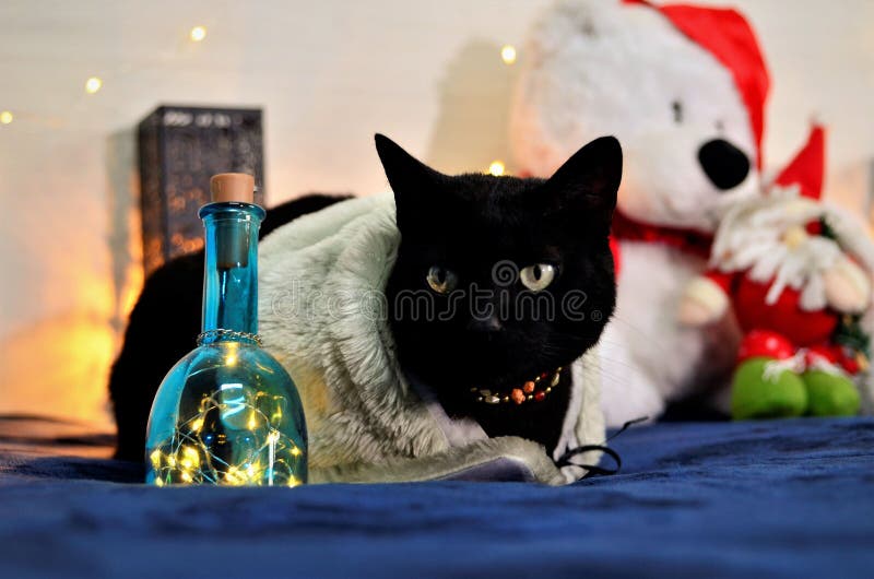 Black Bobtail Cat with Christmas Led Lights Stock Photo - Image of ...