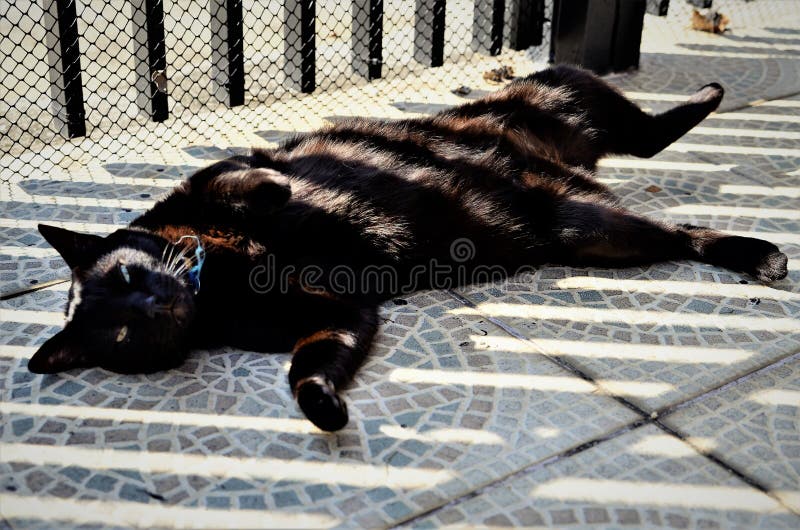 Black Bobtail Cat Lying in the Garage Stock Photo - Image of garage ...