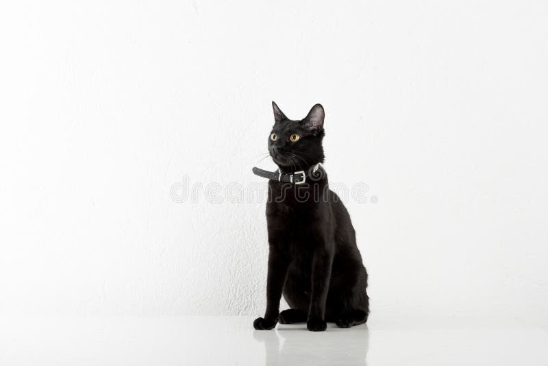 Black Bombay Cat Sitting on the White Background Stock Image - Image of ...