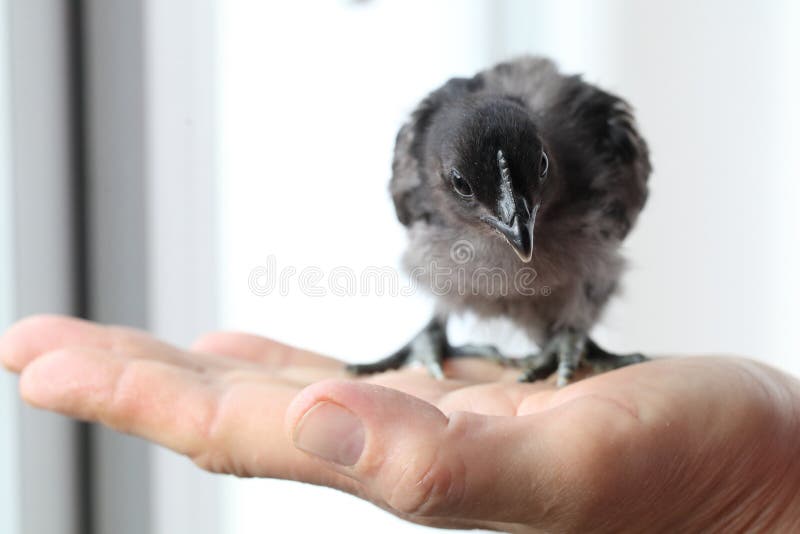 The black-bone chicken stock photo. Image of medicine - 113531970