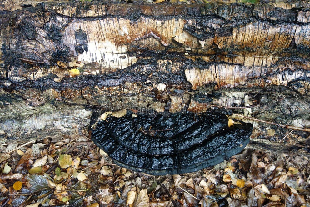 Black Bracket Fungus stock photo. Image of fungus, bracket - 159451840