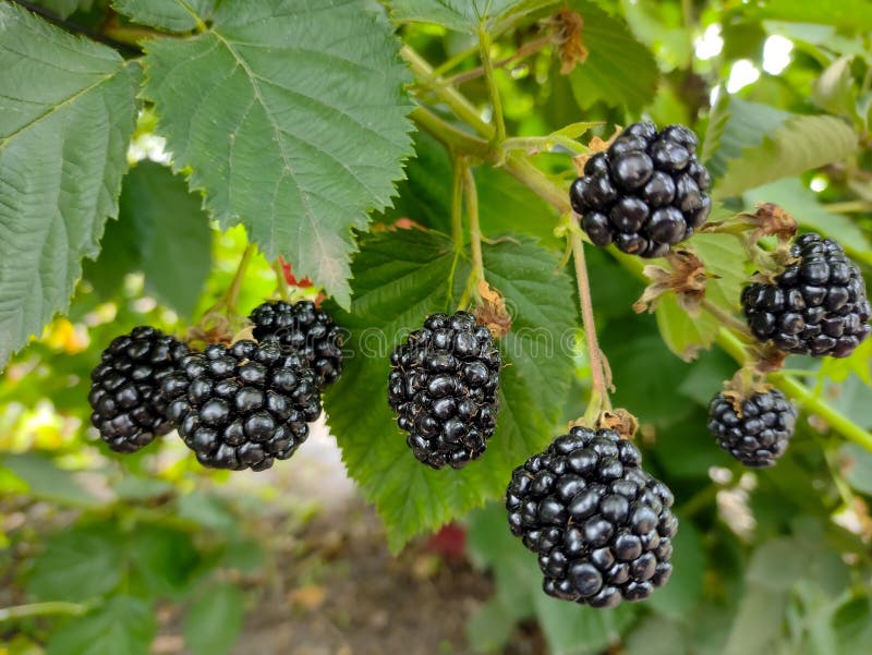 Black bramble. stock image. Image of branches, citrus - 292645481
