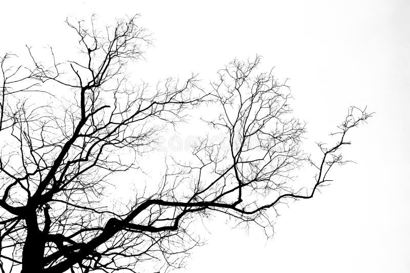 Black Branch Tree Isolate on White Background Stock Photo - Image of ...