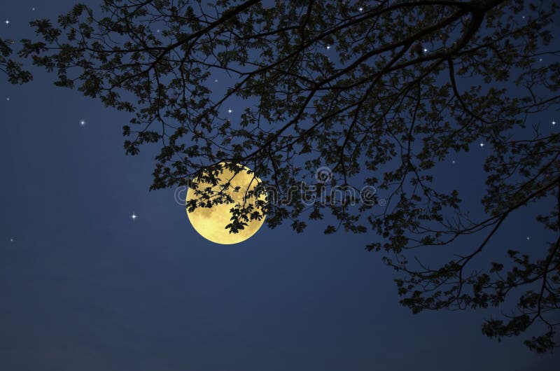 Black Branches and Leaves with Full Moon Stock Photo - Image of nature ...