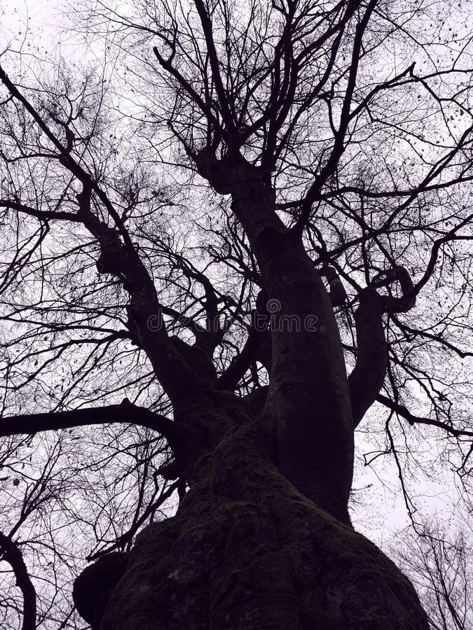 Black Branches Over Pink Sky Stock Image - Image of scandinavian ...